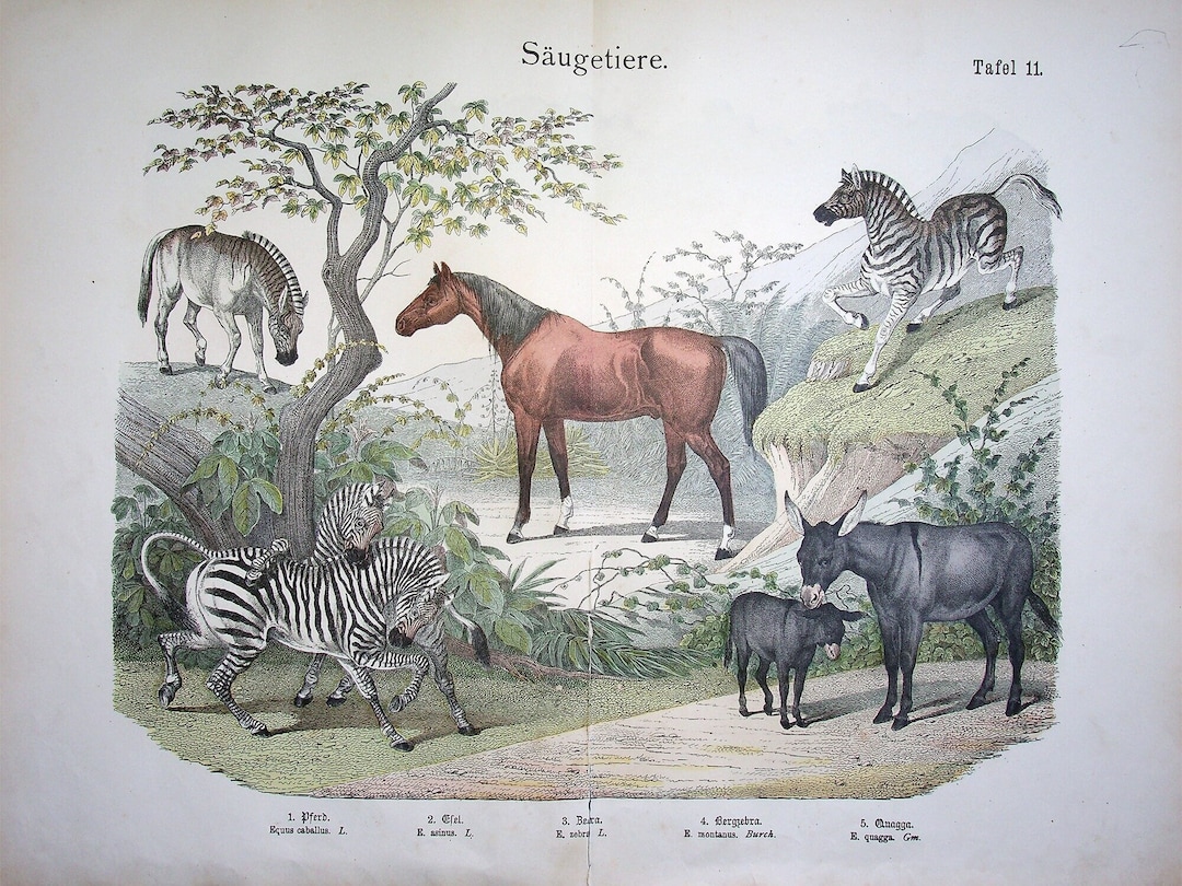 1886 Antique Ungulates Litho Incl. Horse (equus Caballus L.) - Old ...