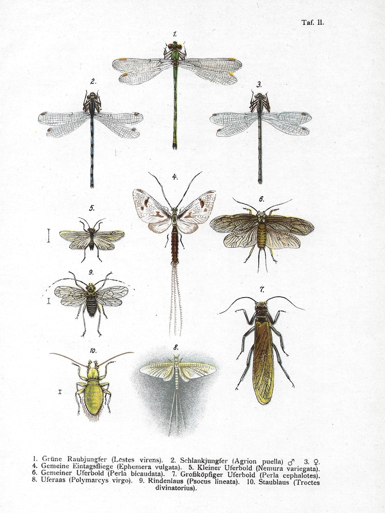 1923 German Vintage Insect Lithograph | Contains - Green Emerald ...
