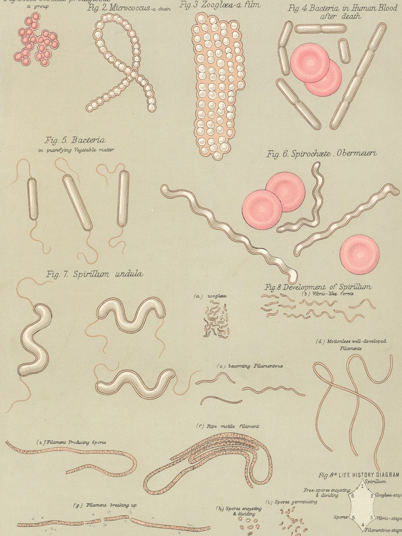 Historical Bacteria Illustration From 1883 | Microscopic View of ...