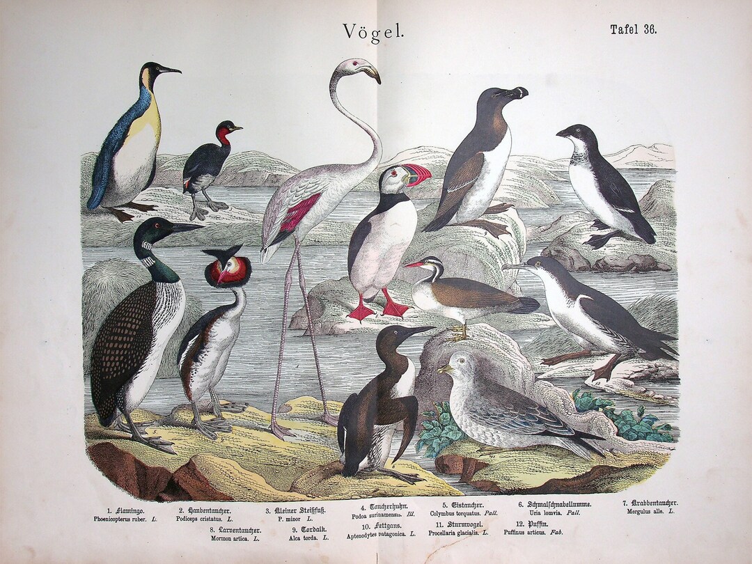 1886 Antique Seabirds Litho Incl. Guillemot (uria Aalge) - Old Colored ...
