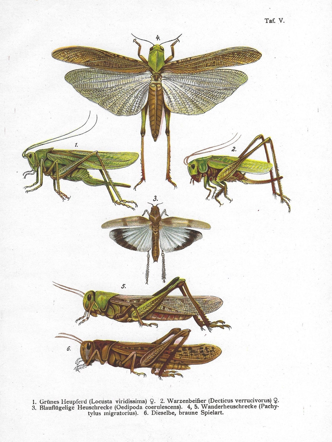 1923 German Insect Art Print | Contains - Great Green Bush-cricket ...