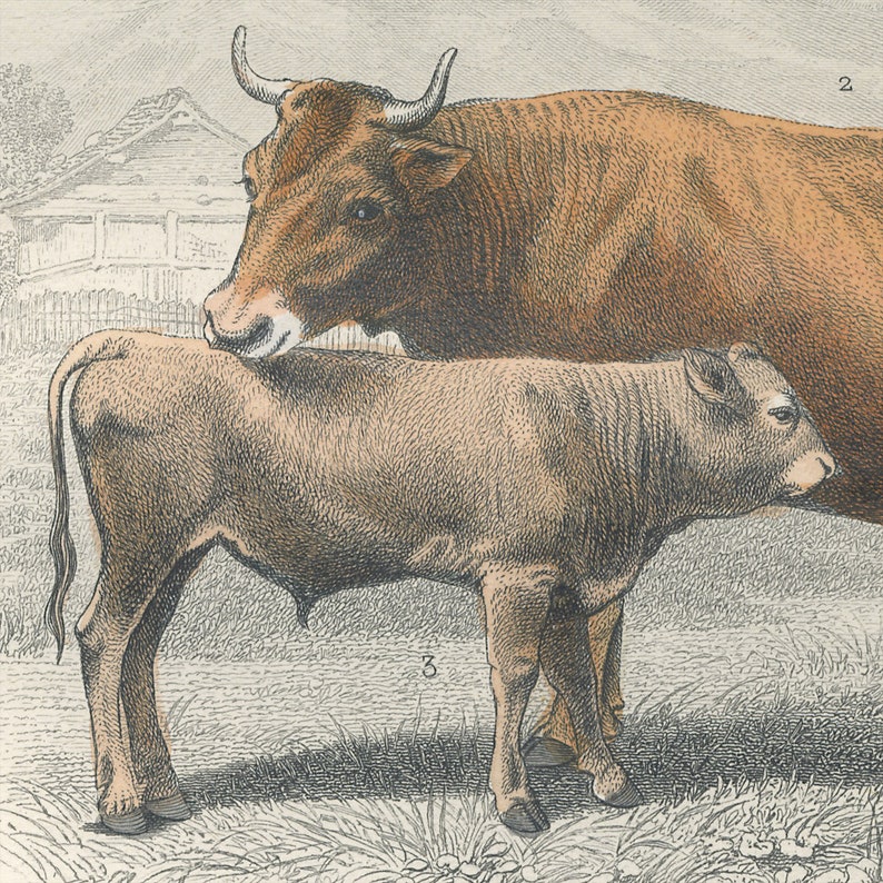 Bull and Cow: Rare Antique 1880 Hand-colored Engraving Buffon's Galerie ...