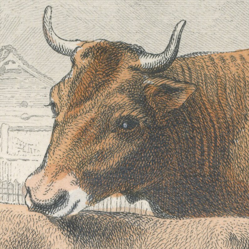 Bull and Cow: Rare Antique 1880 Hand-colored Engraving Buffon's Galerie ...