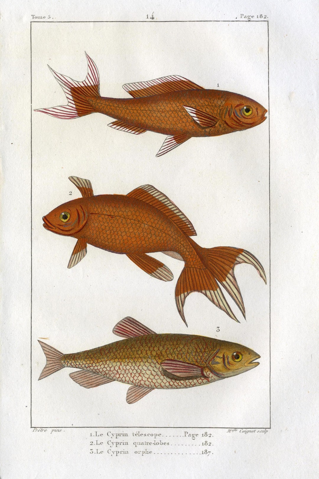 Hand-colored Goldfish Engraving | 1825 Buffon & Lacépède Natural ...