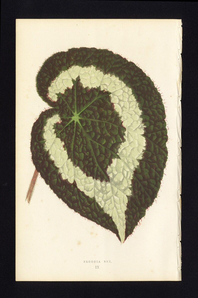 Begonia Rex Antique Colored Lithograph From 1869 Beautiful Leaved ...