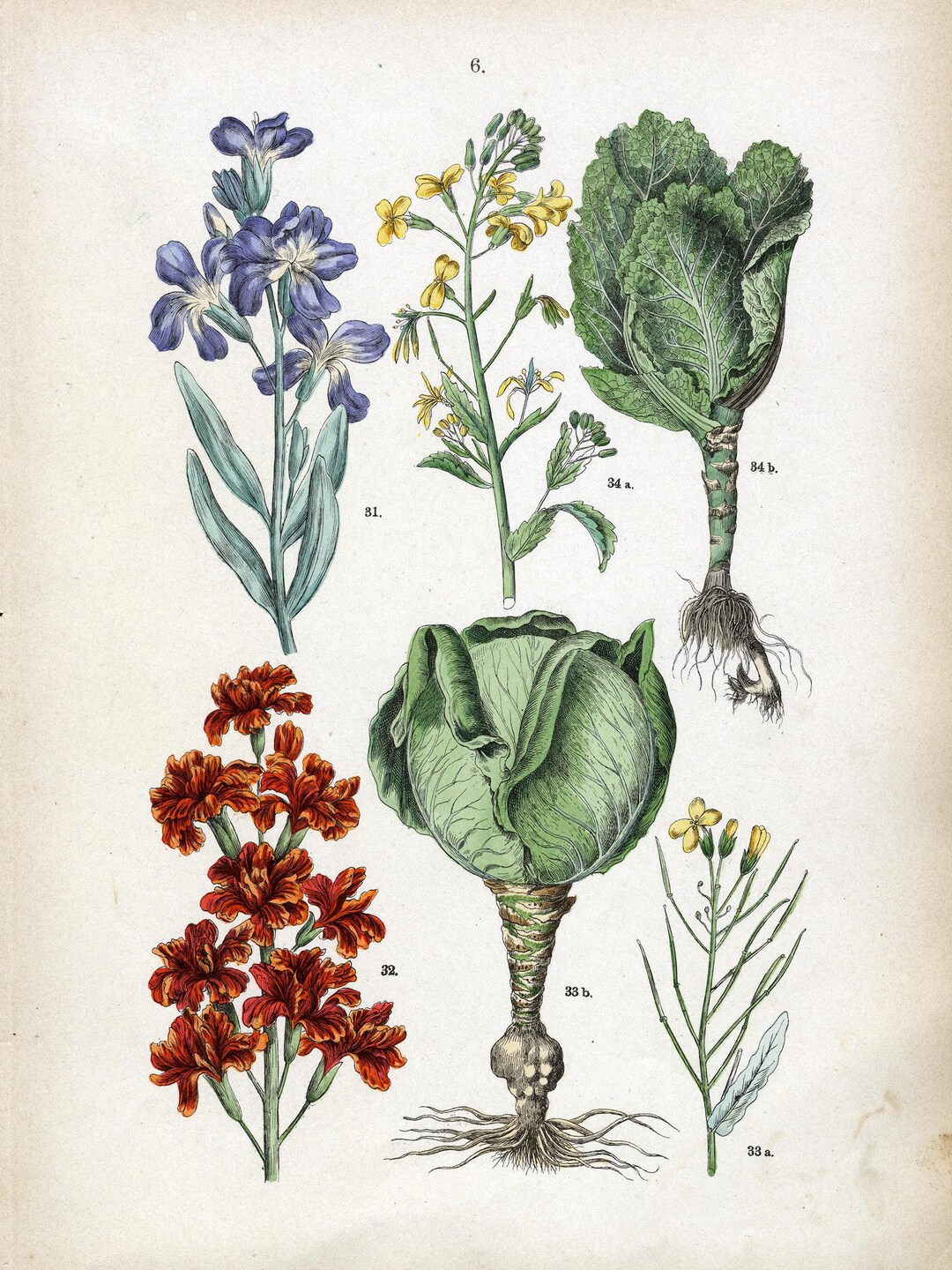 Antique 1884 Hand-colored Engraving - Cultivated Plants and Vegetables ...