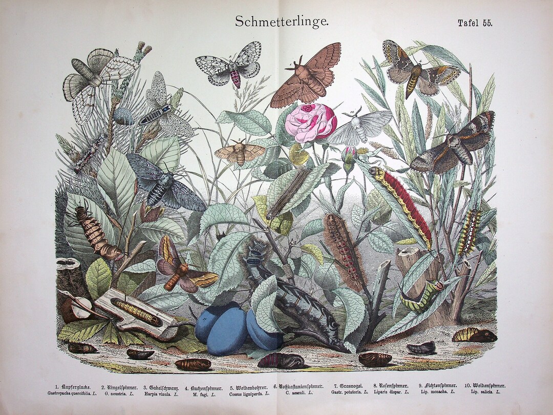 1886 Antique Butterflies Litho Incl. Oak Lappet (gastropacha ...