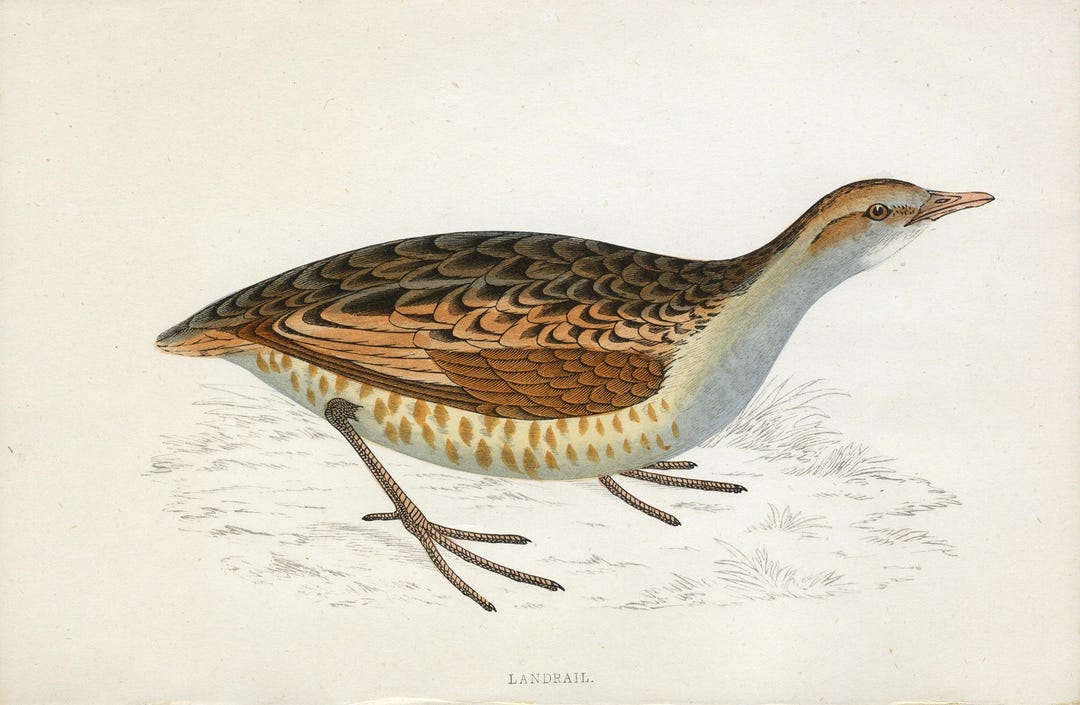 Antique Hand-colored Engraving – Landrail (crex Crex) or Corncrake ...