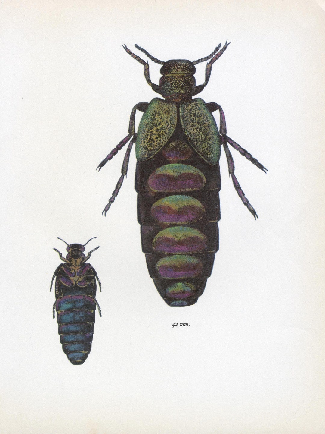 Vintage Beetle Illustration - Iridescent Jewel Beetle With Magnified ...