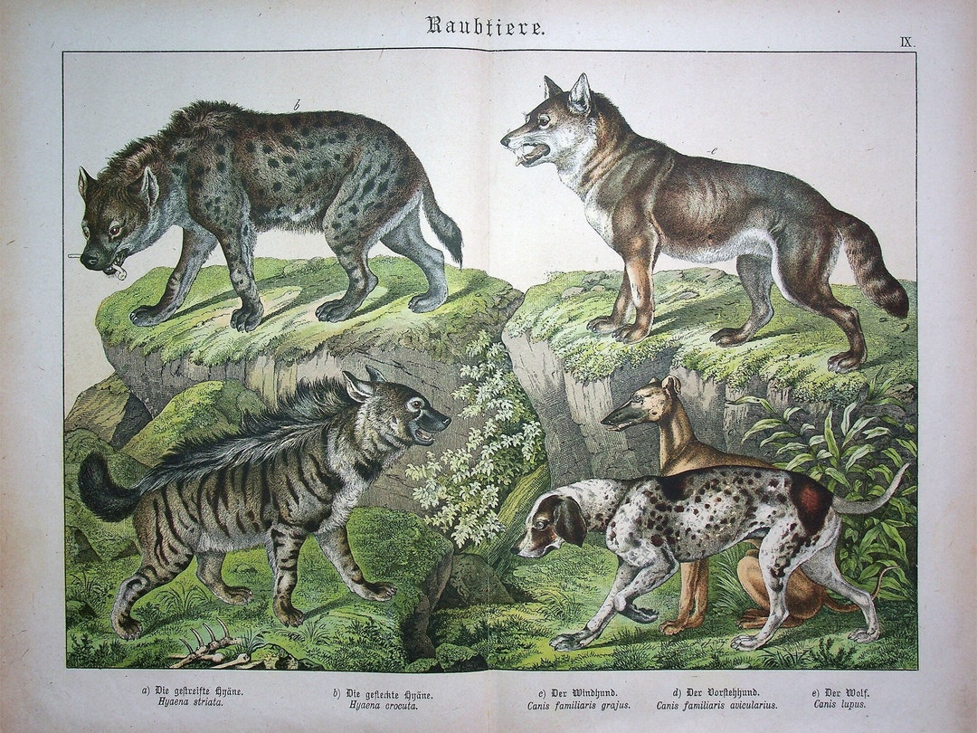 Shepherd Dog (canis Familiaris Avicularius), Greyhound (canis ...