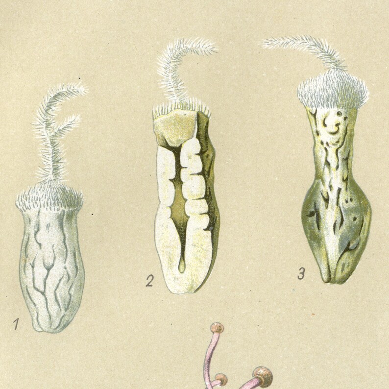 Antique 1910 Lithograph - Life Cycle of Ergot Fungus (claviceps ...
