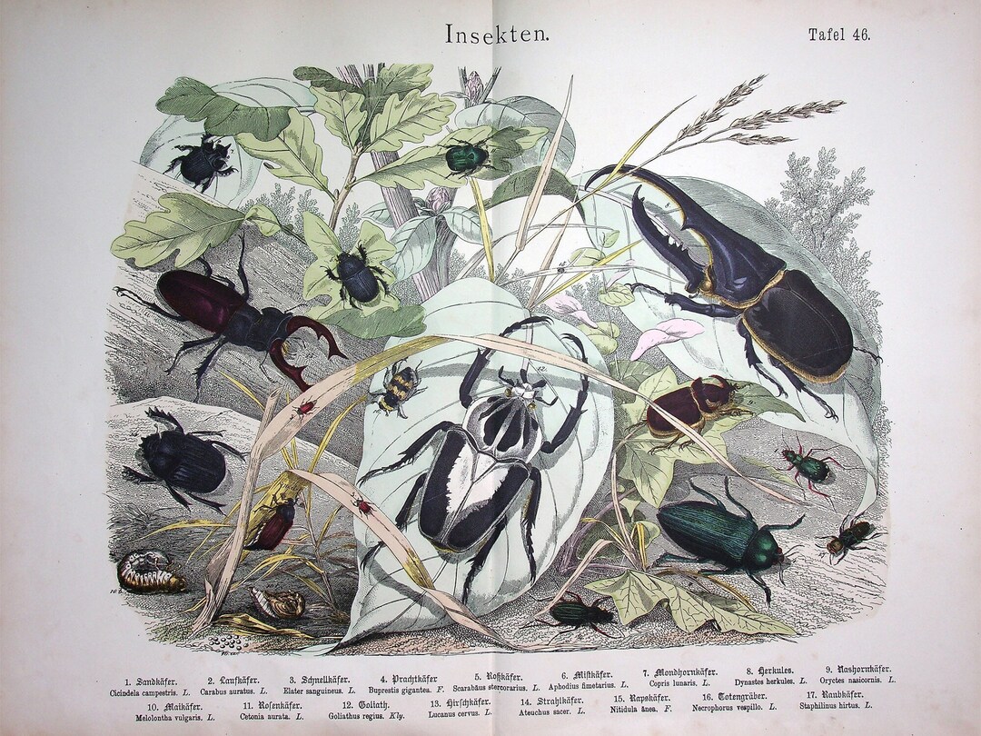 1886 Antique Insects Litho Incl. Green Tiger Beetle (cicindela ...