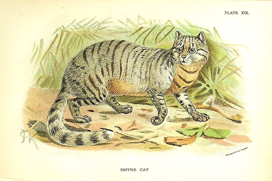 Caffre Cat - (felis Caffra) - Antique Colored Lithograph From 1895 ...