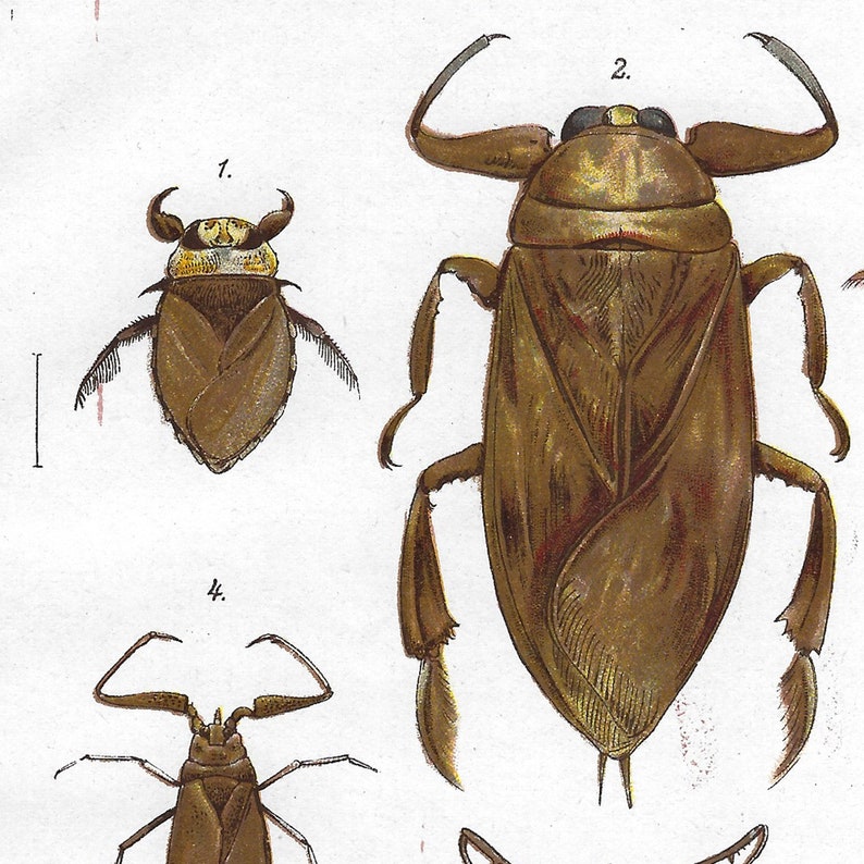 1923 German Old Insect Print Contains Saucer Bug naucoris Cimicoides ...