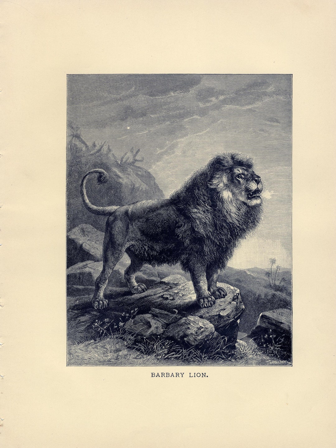 Antique Engraving - Majestic Barbary Lion Illustration, Extinct Lion ...
