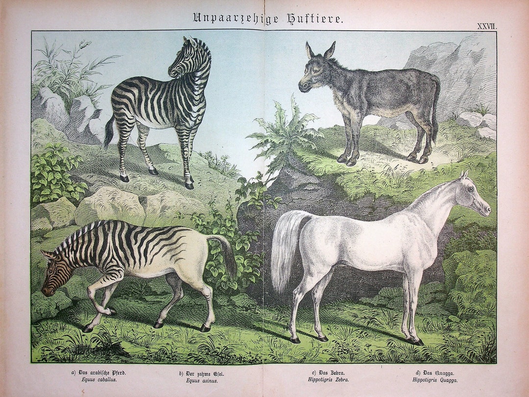 Donkey (equus Asinus), Arabian Horse (equus Caballus Arabicus) | 1886 ...
