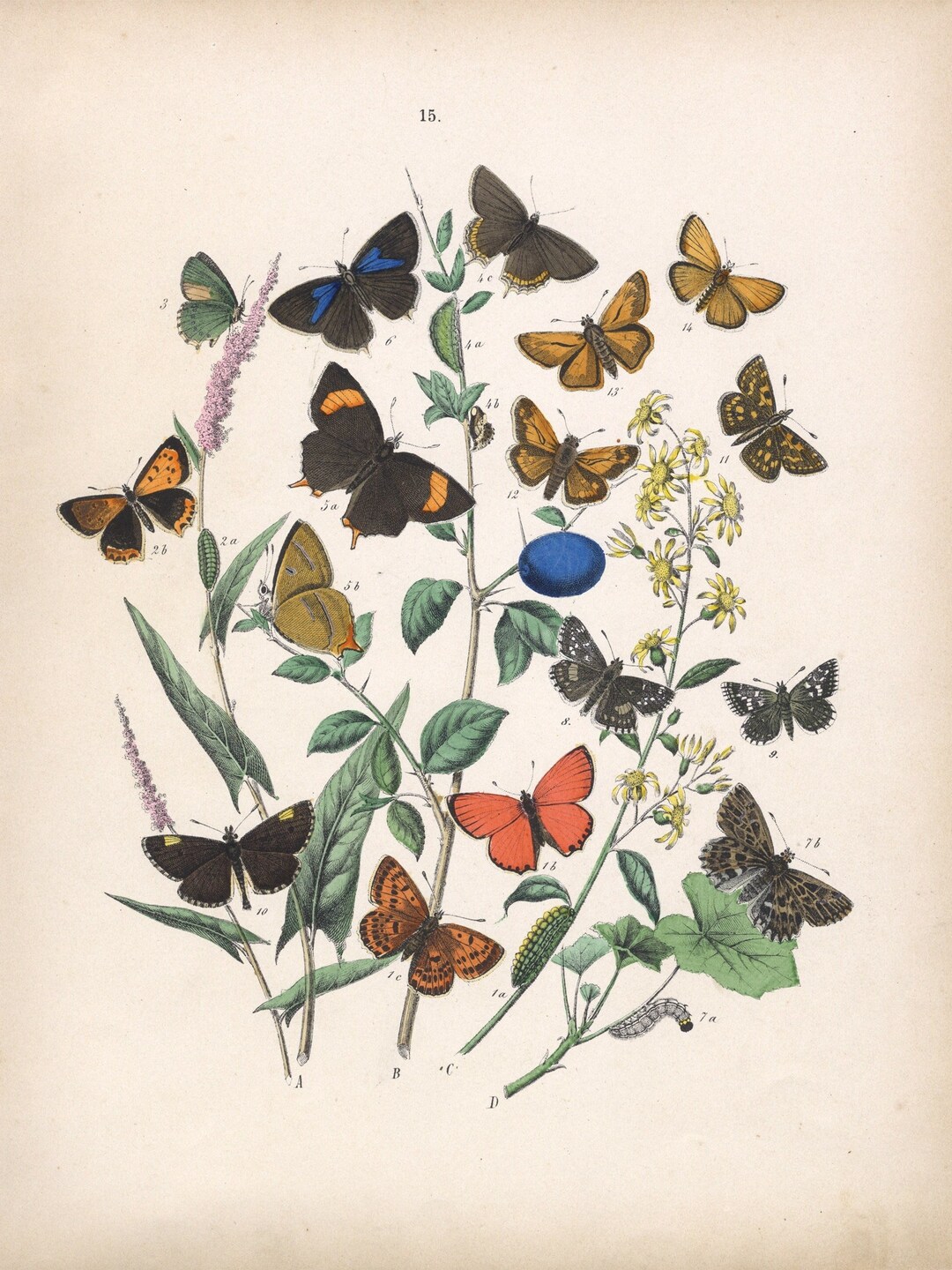 1883 | Antique Hand-colored Butterflies Print - Scarce Copper ...