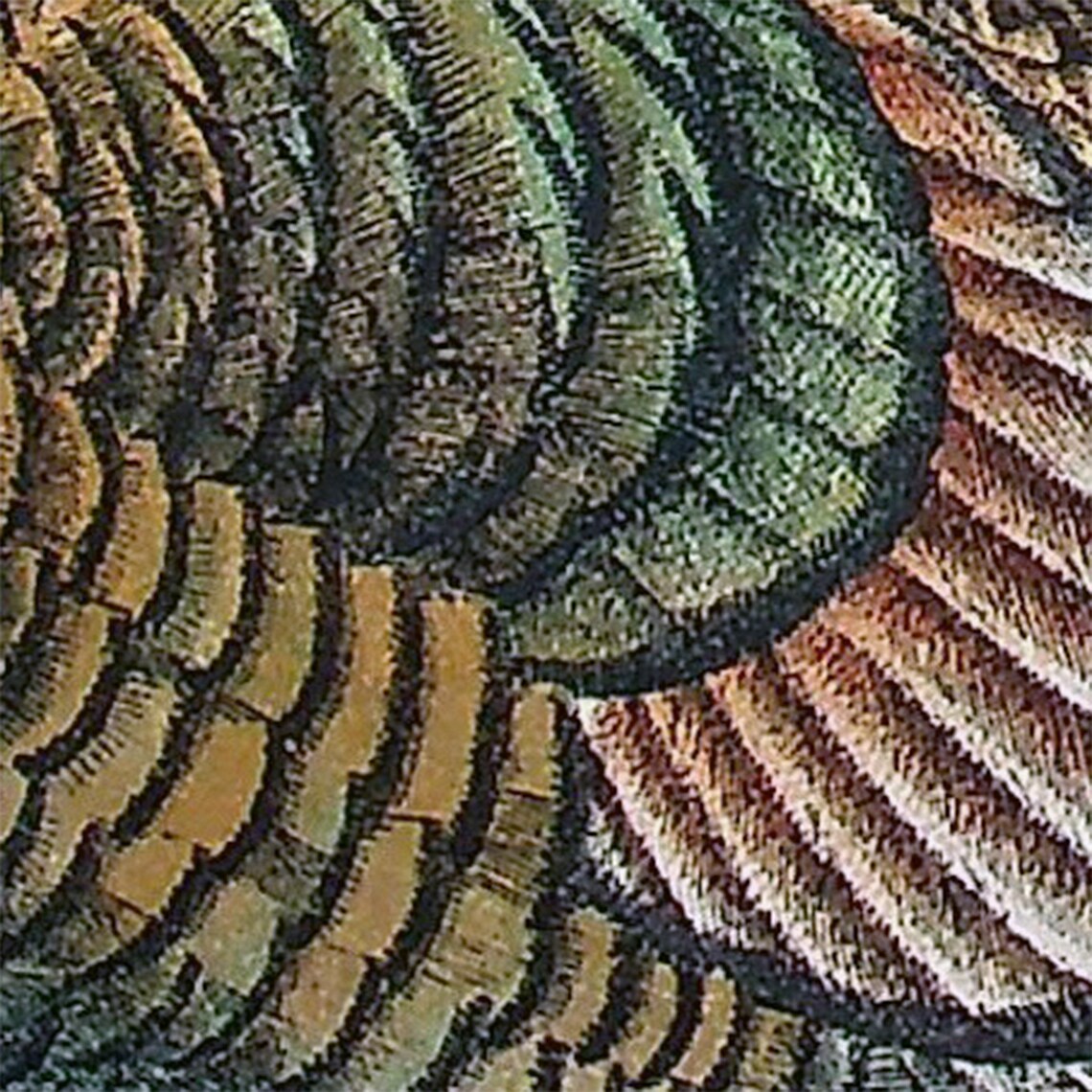 Great Argus (argus Gigantheus), Indian Peafowl (pavo Cristatus) | 1886 ...