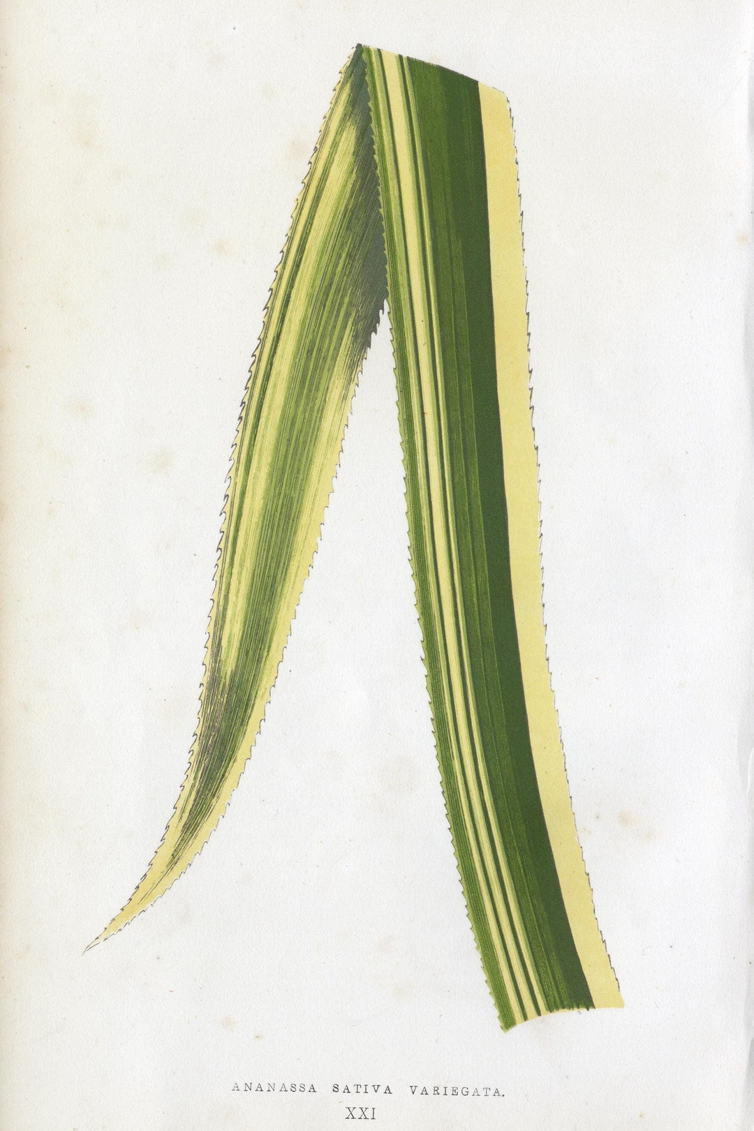 Variegated Pineapple (ananassa Sativa Variegata) - Antique Colored ...