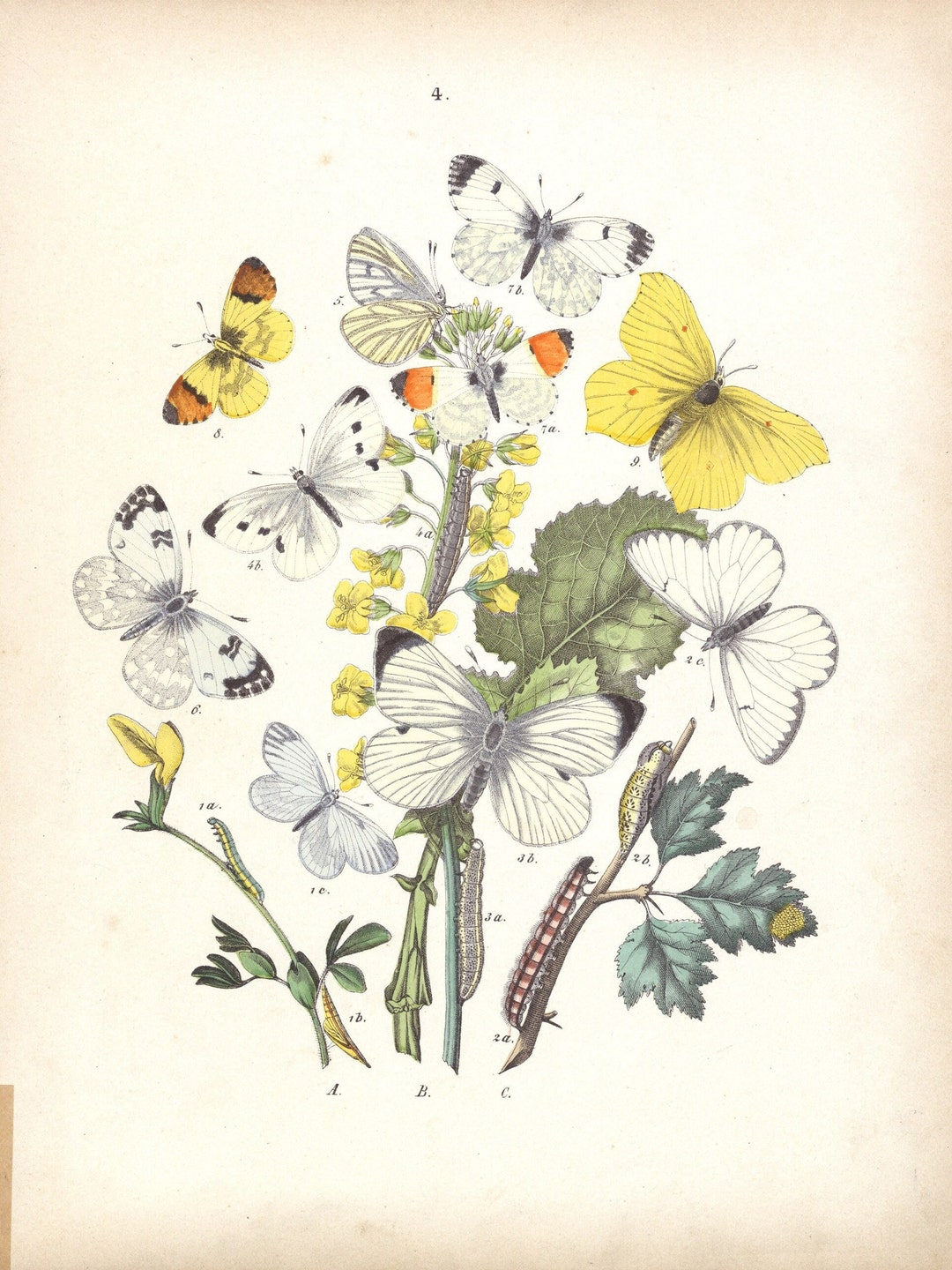 1883 | Antique Hand-colored Butterflies Print - Black-veined White ...