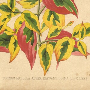Golden Cornelian Cherry (cornus Mas Aurea) | Antique Botanical Plant ...
