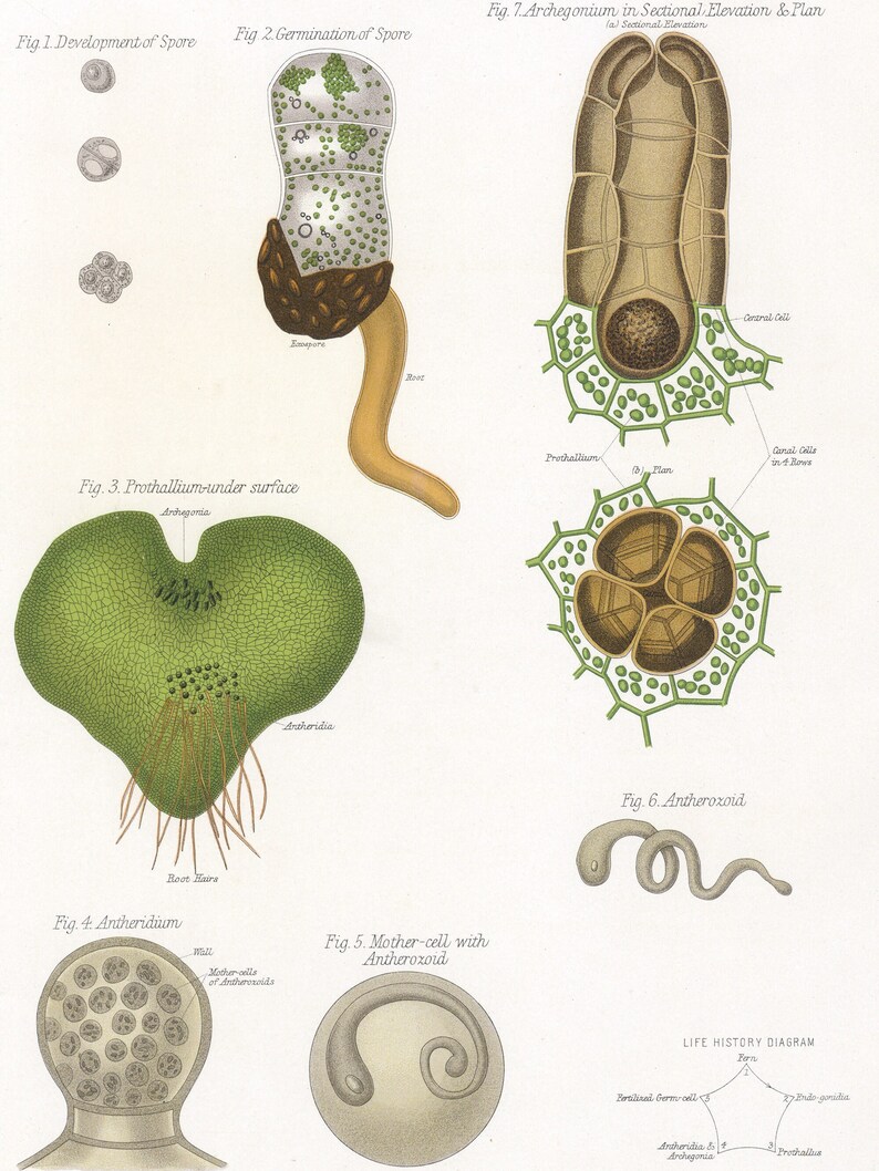 1883 Fern Classification Chart | Taxonomy of Cryptogamic Plants in an ...
