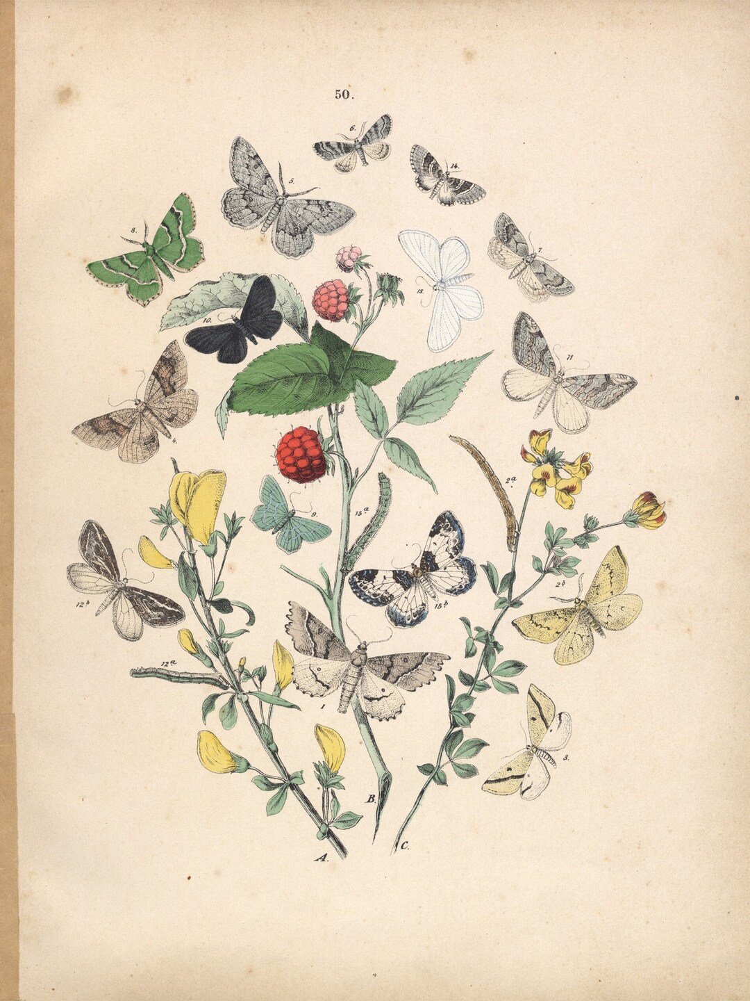 1883 | Antique Hand-colored Butterflies Engraving - Scalloped Hazel ...