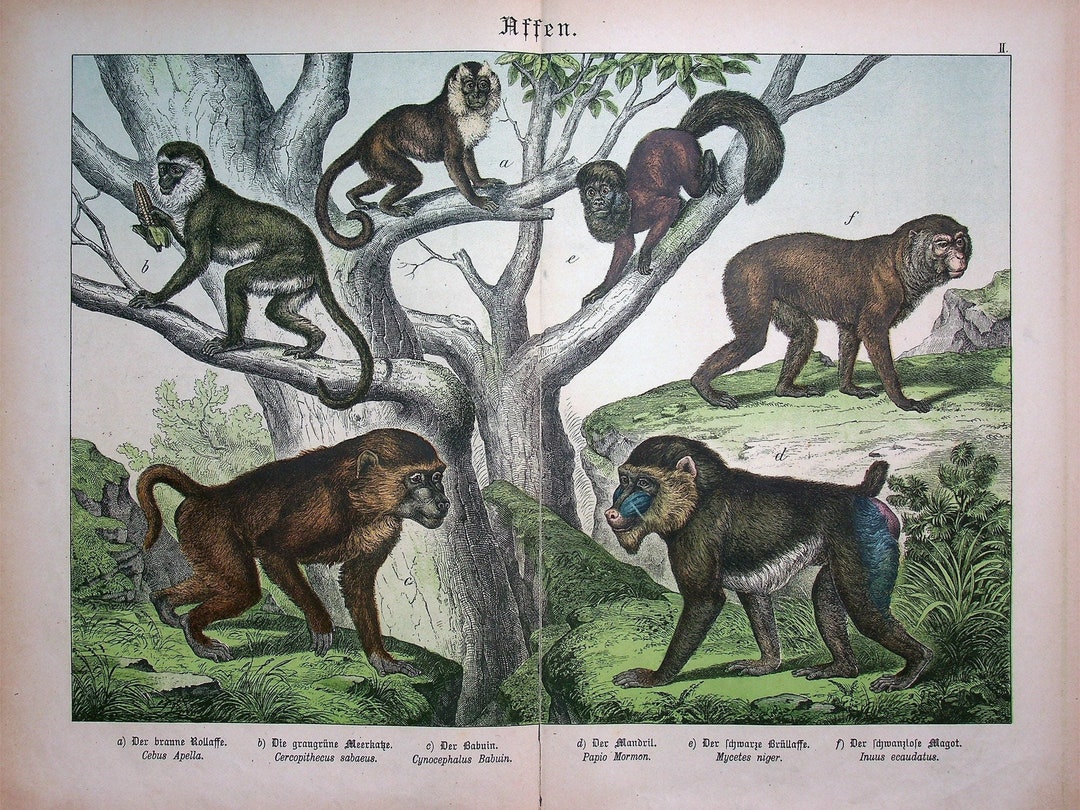 Tufted Capuchin (cebus Apella), Green Monkey (cercopithecus Sabaeus ...