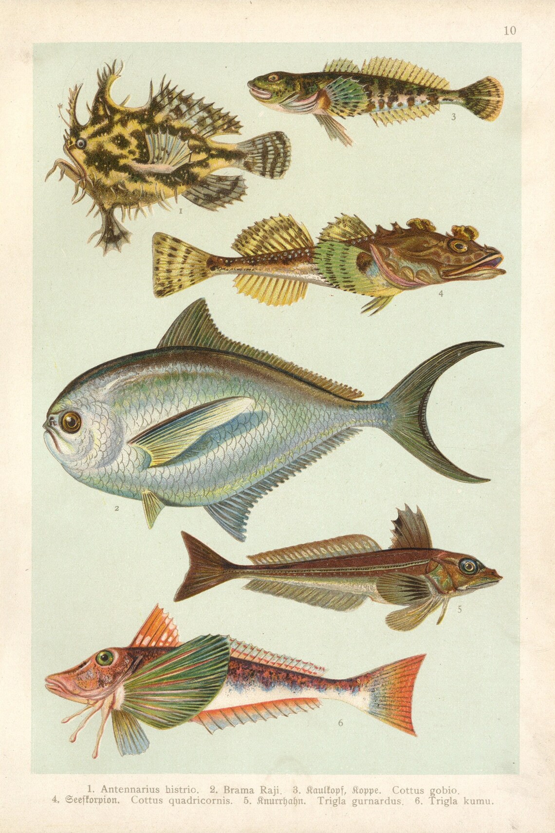 1905 Vintage Fish Lithograph | Highlighting Frogfish (antennarius Sp ...