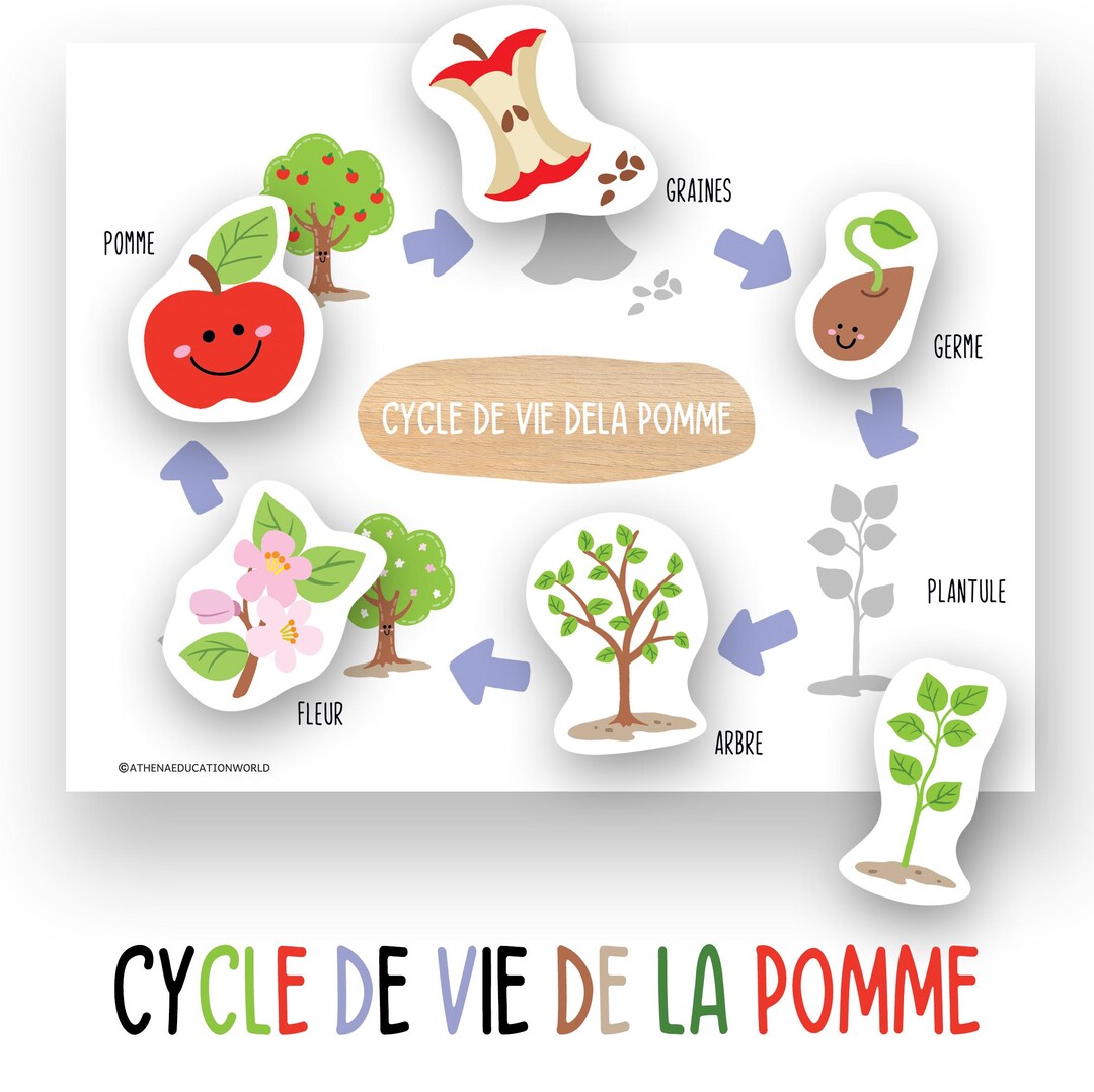 French Apple Life Cycle Printable Activity for Kids, Science Worksheets ...