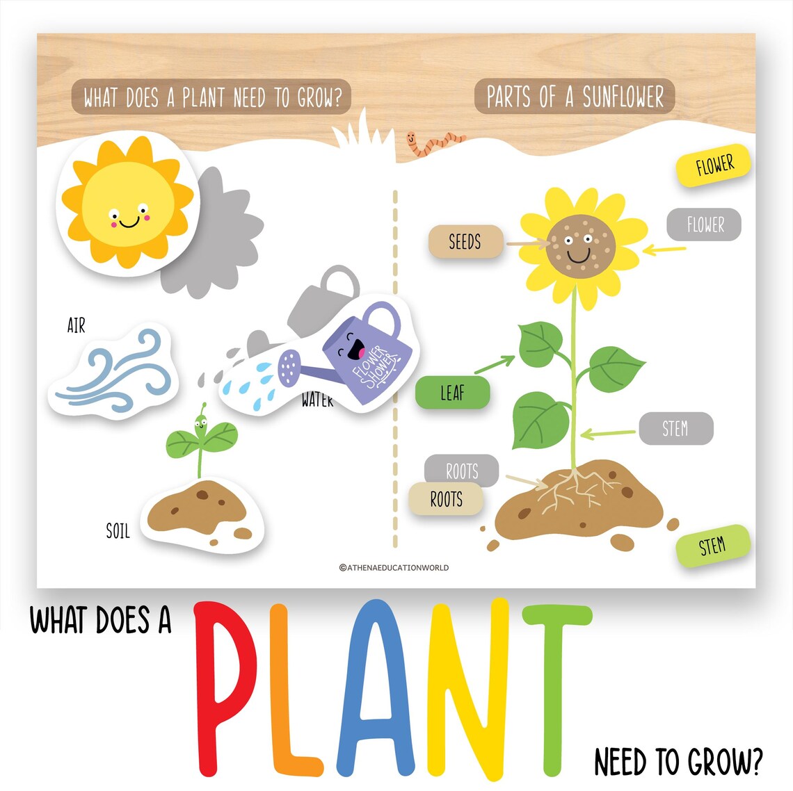 Plant Life Cycle Printable, Sunflower Growth Chart, Preschool Science ...