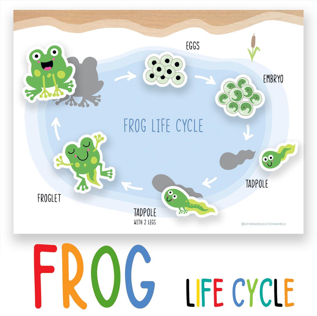 Frog Life Cycle for Kids Printable, Educational Science Chart for ...
