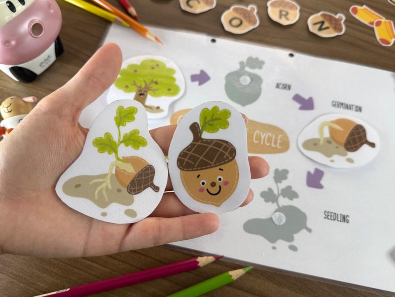 Oak Tree Life Cycle Printable,montessori Science Activity, Preschool ...