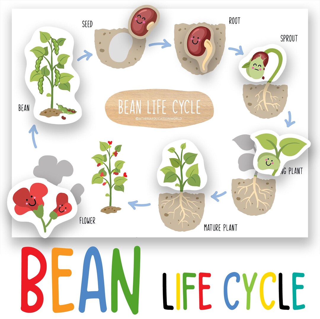 Bean Life Cycle Activity for Kids, Printable Montessori Science ...