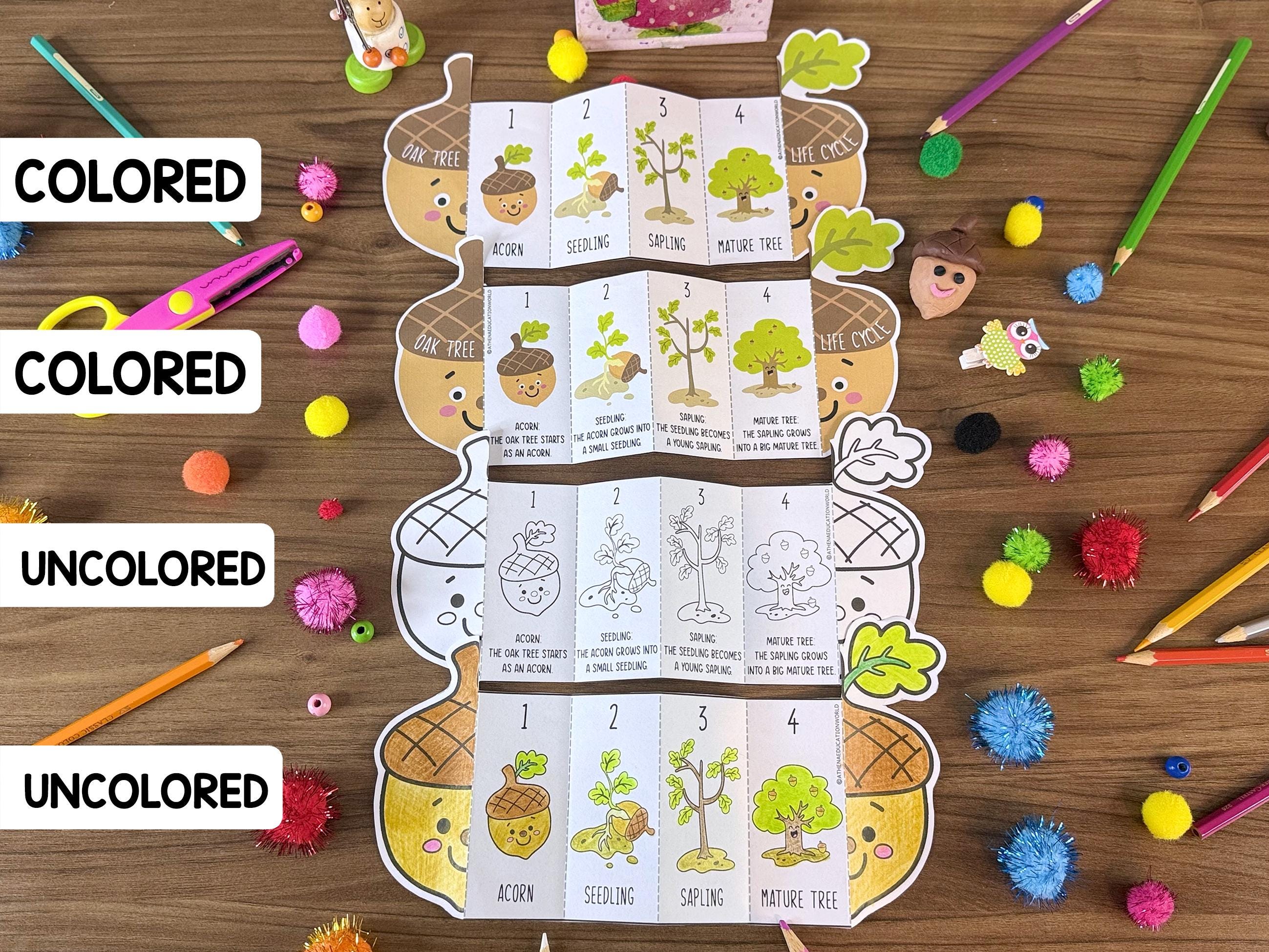 Oak Tree Life Cycle Printable Foldout | Interactive Acorn Growth Chart ...