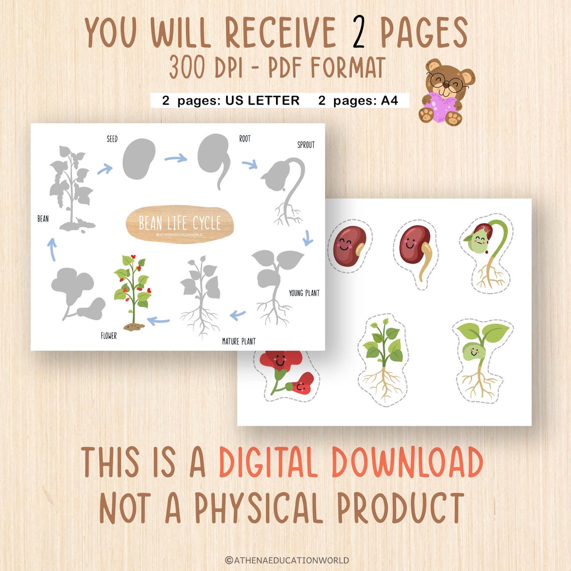 Bean Life Cycle for Kids Printable, Plant Science Chart for Preschool ...