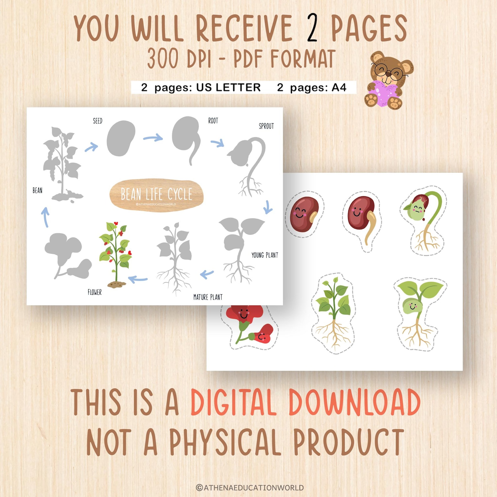Bean Life Cycle for Kids Printable, Plant Science Chart for Preschool ...