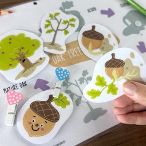 Oak Tree Life Cycle Printable,montessori Science Activity, Preschool ...