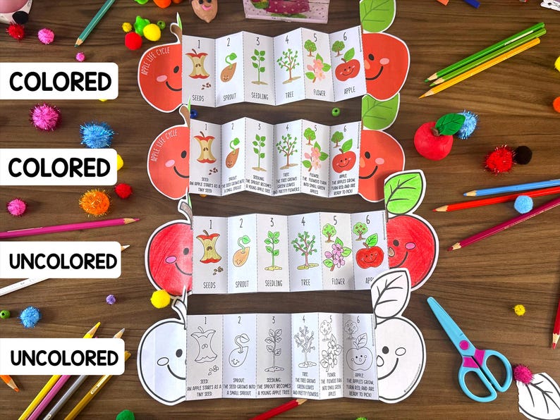 Apple Life Cycle Printable Coloring Foldout for Kids, Science ...