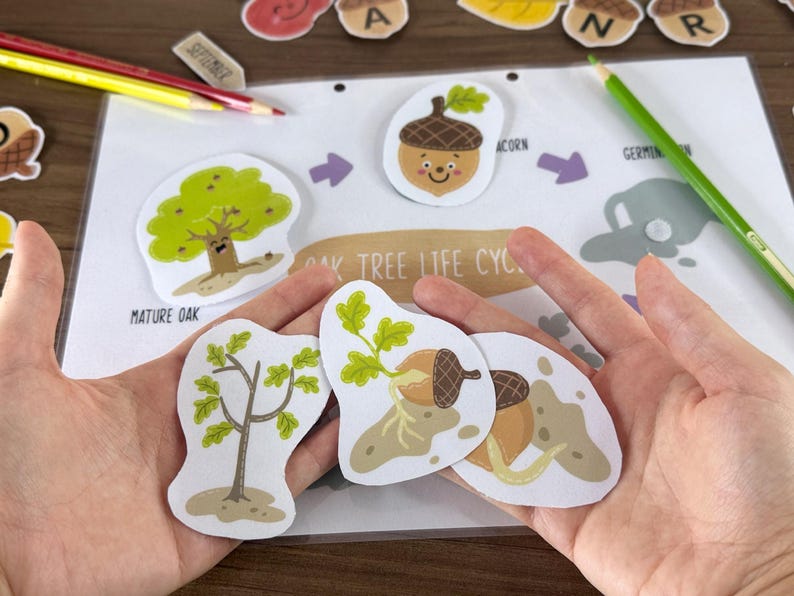 Oak Tree Life Cycle Printable,montessori Science Activity, Preschool ...