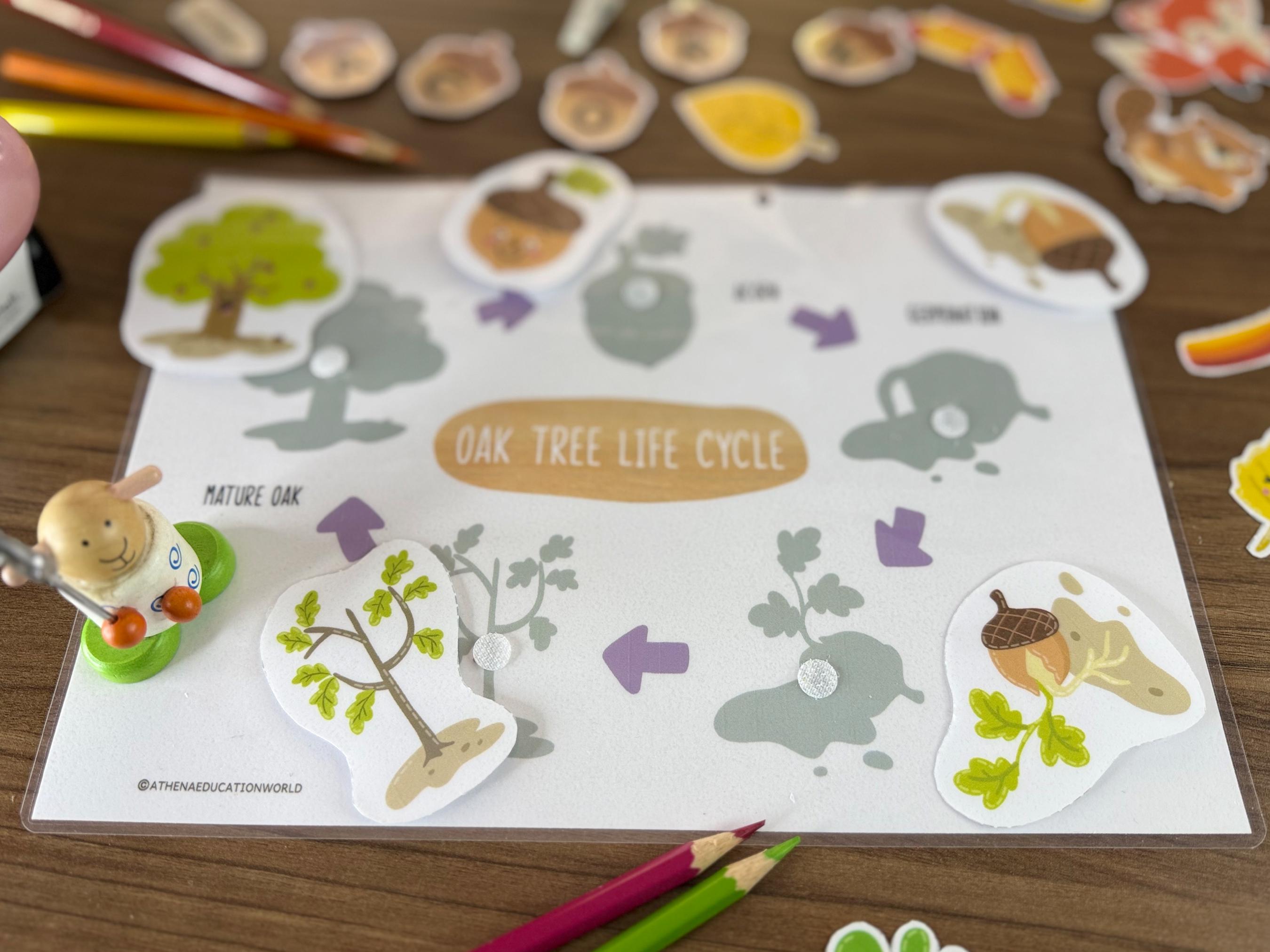 Oak Tree Life Cycle Printable,montessori Science Activity, Preschool ...