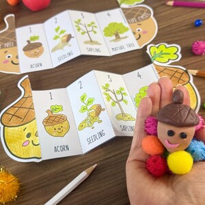 Oak Tree Life Cycle Printable Foldout | Interactive Acorn Growth Chart ...