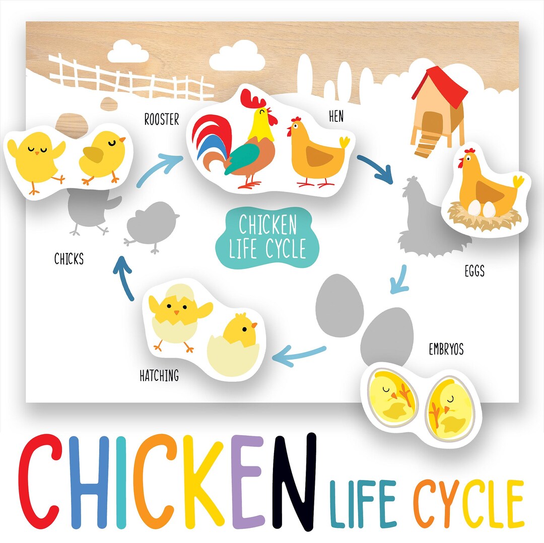 Chicken Life Cycle Printable for Kids, Preschool Science Activity, Farm ...