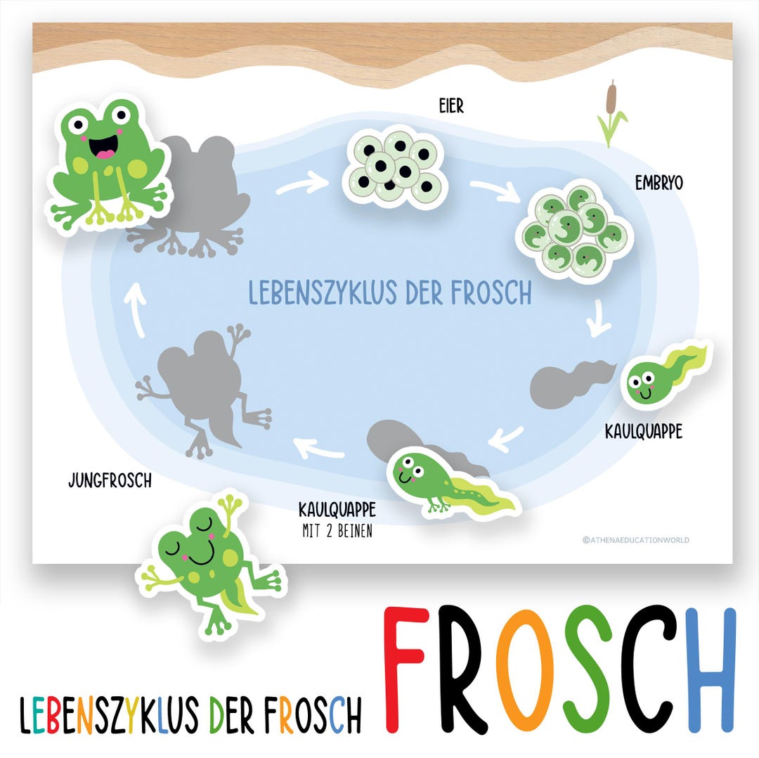German Frog Life Cycle for Kids Printable, Educational Science Chart ...