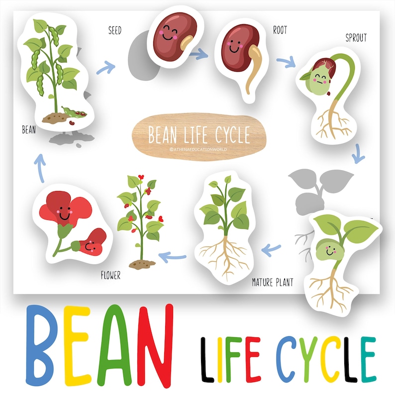 Bean Life Cycle for Kids Printable, Plant Science Chart for Preschool ...