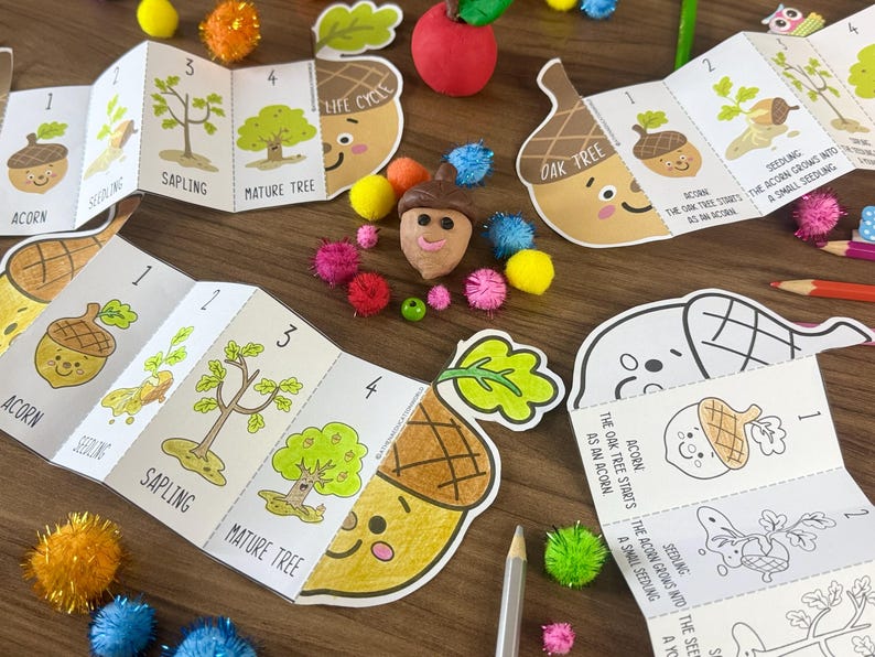 Oak Tree Life Cycle Printable Foldout | Interactive Acorn Growth Chart ...