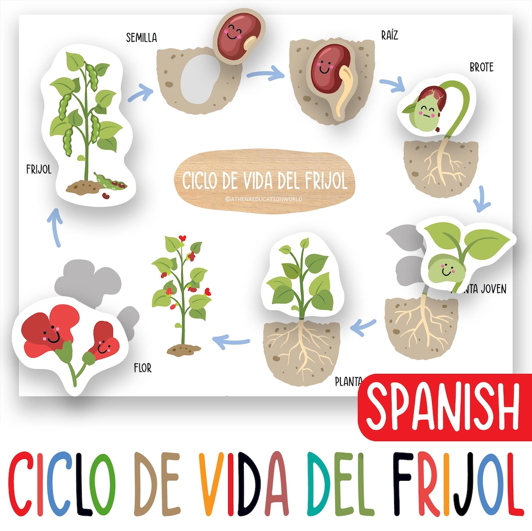 Spanish Bean Life Cycle Activity for Kids, Printable Montessori Science ...