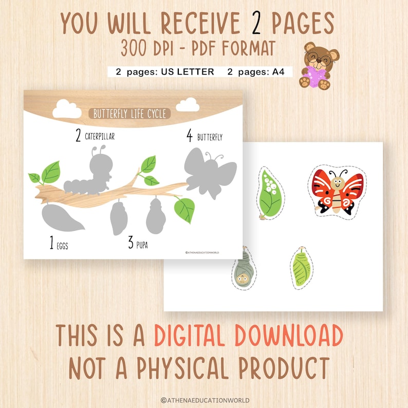 Actividad sobre el ciclo de vida de las mariposas para niños, Hoja de ...