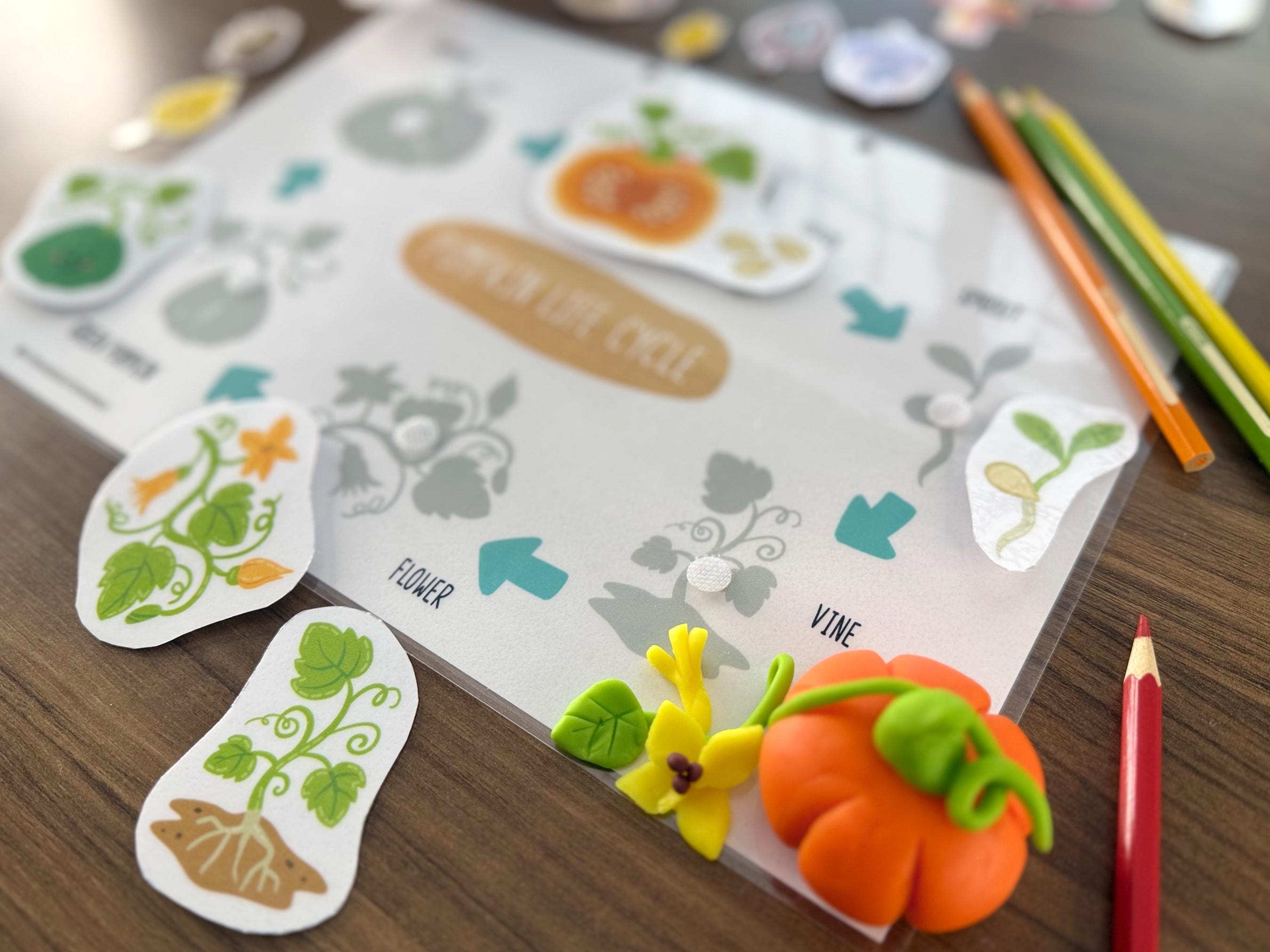 Pumpkin Life Cycle Activity for Kids,fall Preschool Science Printable ...