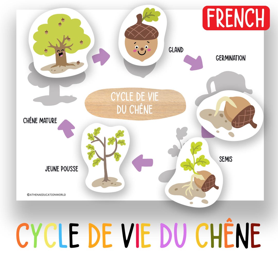 Oak Tree Life Cycle Printable in French, Cycle De Vie Du Chêne ...
